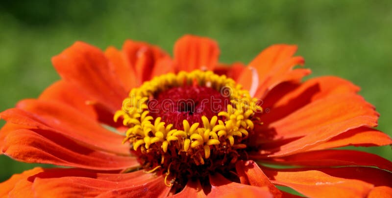 Big red flower stock photo. Image of closeup, spring - 85538362