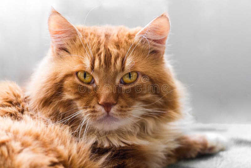 A Big Red Fluffy Cat with Amber Eyes is Looking at Us Stock Photo ...