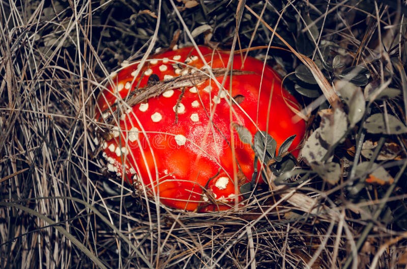 Big Red Fly Agaric on Brown Background Stock Image - Image of amanita ...