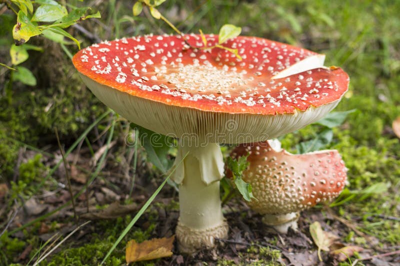 Big Red Fly Agaric in the Forest Stock Image - Image of plant, death ...
