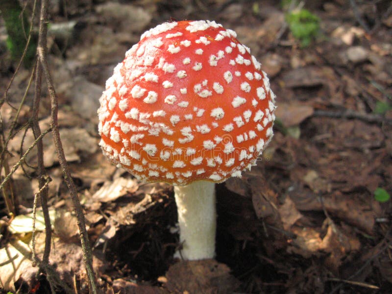 Big Red Fly Agaric in the Forest. Stock Image - Image of spots, season ...