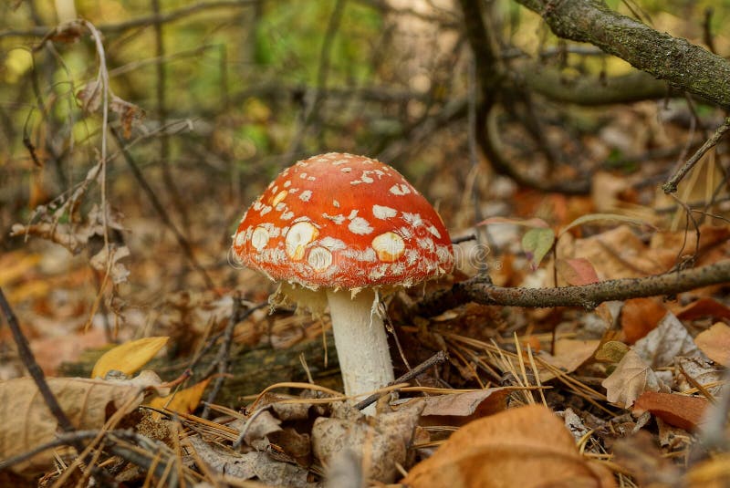 Big Red Fly Agaric Grows in the Autumn Forest Stock Image - Image of ...