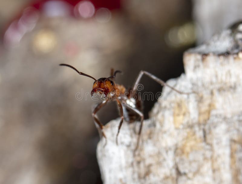 Big Red Forest Ant in Natural Habitat Stock Image - Image of closeup ...