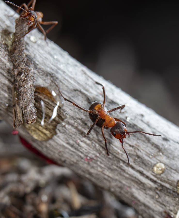 Big Red Forest Ant In Natural Habitat Stock Image - Image of small ...