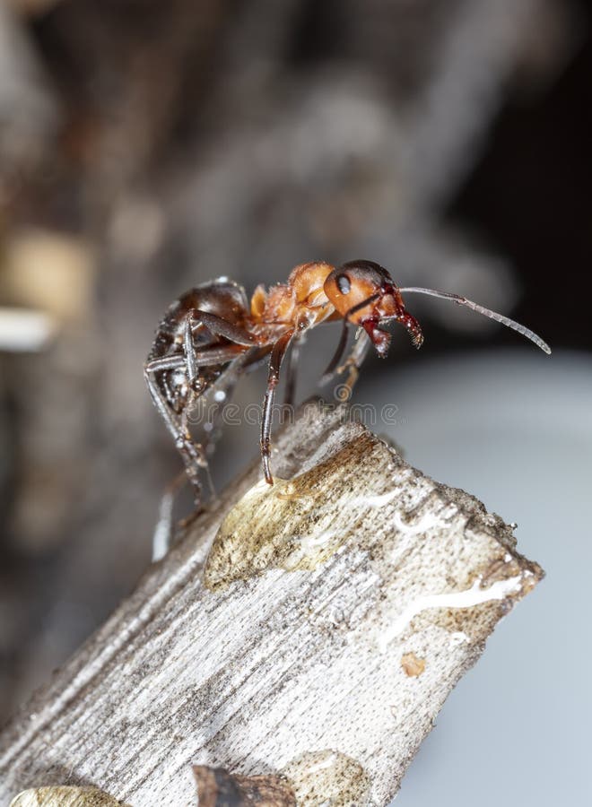 Big Red Forest Ant in Natural Habitat Stock Image - Image of beautiful ...
