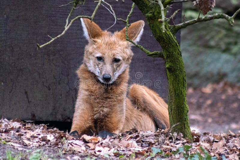 Big red fox in the zoo stock photo. Image of zoom, countryside - 269164166