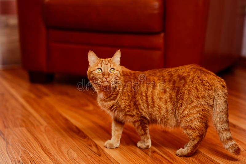 Big red-haired cat at home stock photo. Image of playful - 220628198