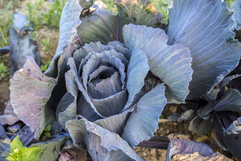Big Red Head Cabbage Grow on Field Stock Photo - Image of fresh ...