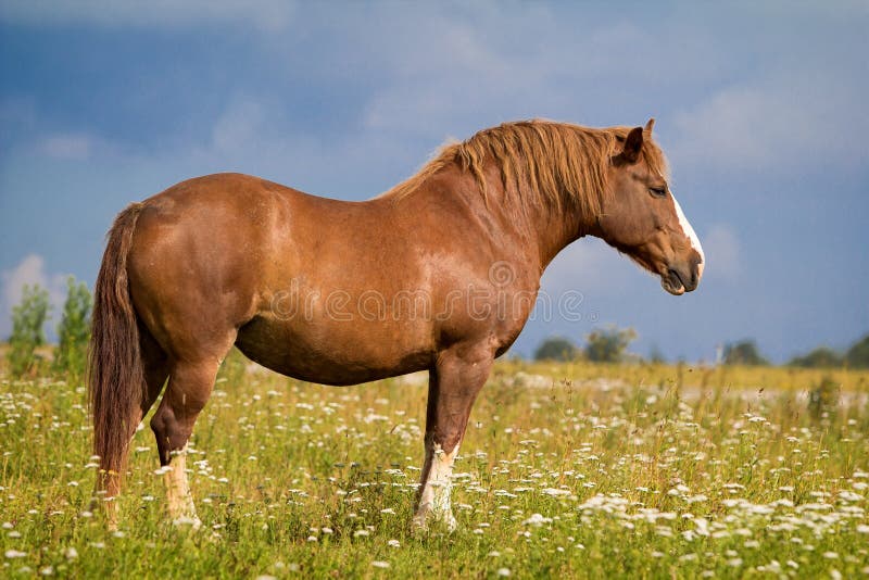 Big red horse stock image. Image of mare, grass, nature - 25924789