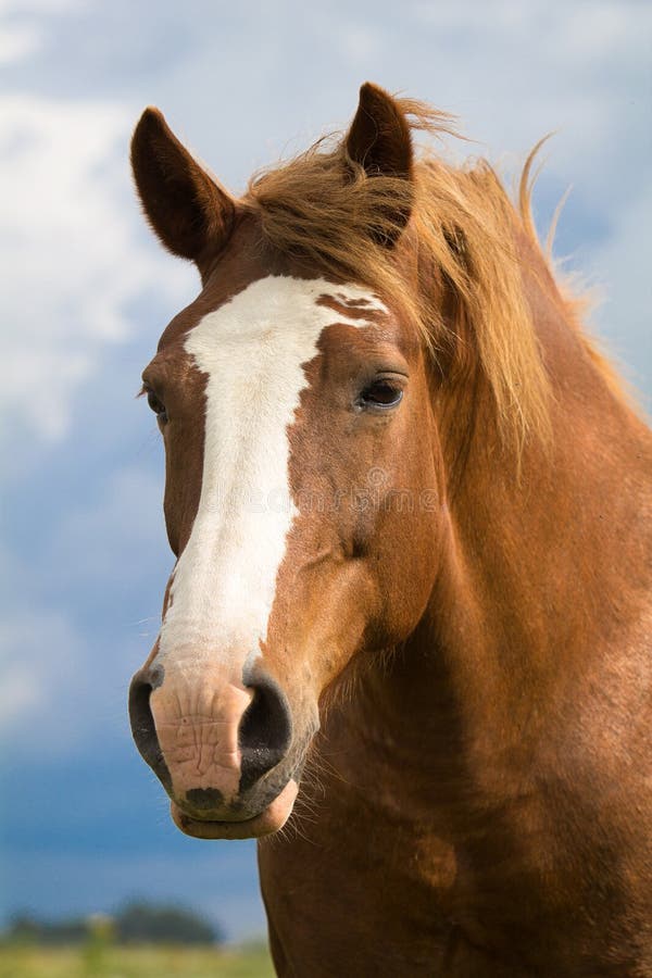 Big red horse head stock photo. Image of field, grass - 25924850