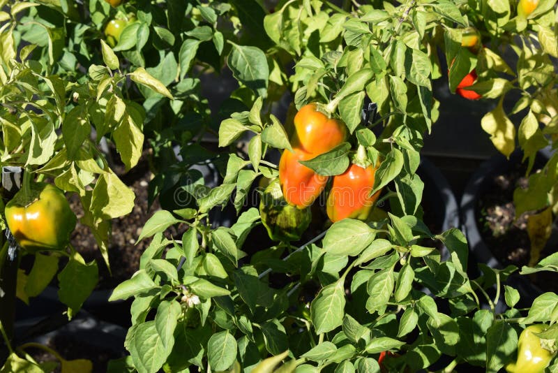 Red hot paprika plants stock photo. Image of berry, plants - 258317114