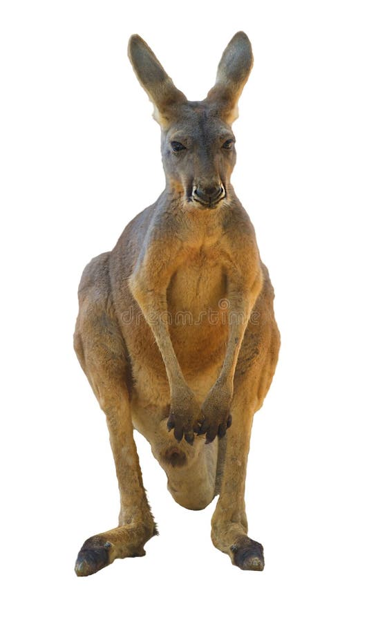 1,087 Red Kangaroo White Background Stock Photos - Free & Royalty-Free ...