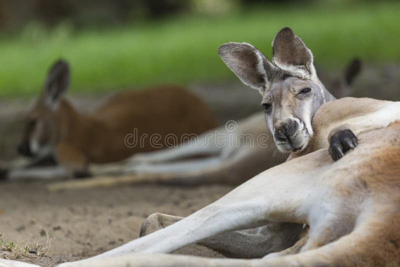 Big Red Kangaroo Resting Sunlit in the Australian Outback Stock Photo ...