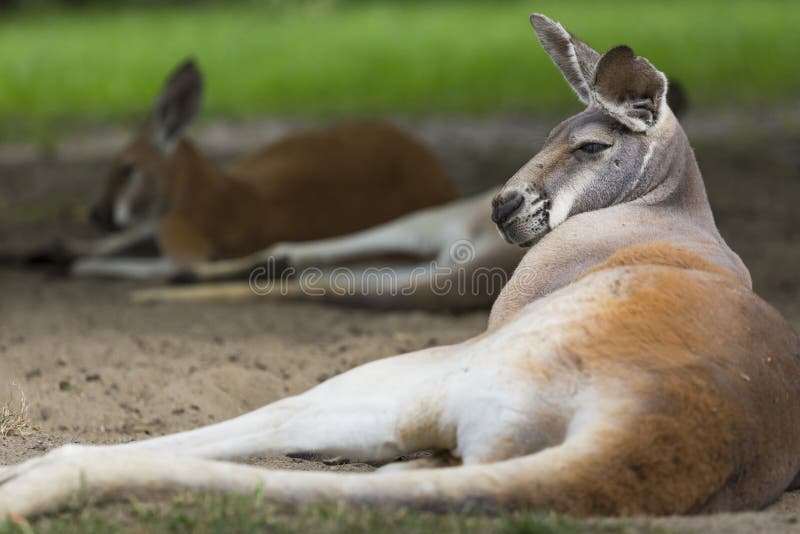 Big Red Kangaroo Resting Sunlit in the Australian Outback Stock Photo ...