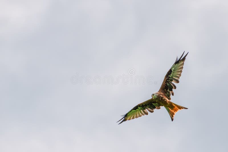 Big Red Kite Bird Huge Wings Stock Photos - Free & Royalty-Free Stock ...