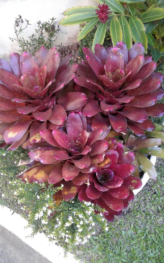 Big Red Leaves Bromeliad on a Sunny Day Stock Photo - Image of ...
