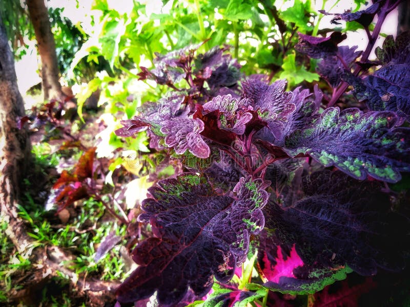 Big Red Leaves of the Plant Stock Photo - Image of wildflower, garden ...