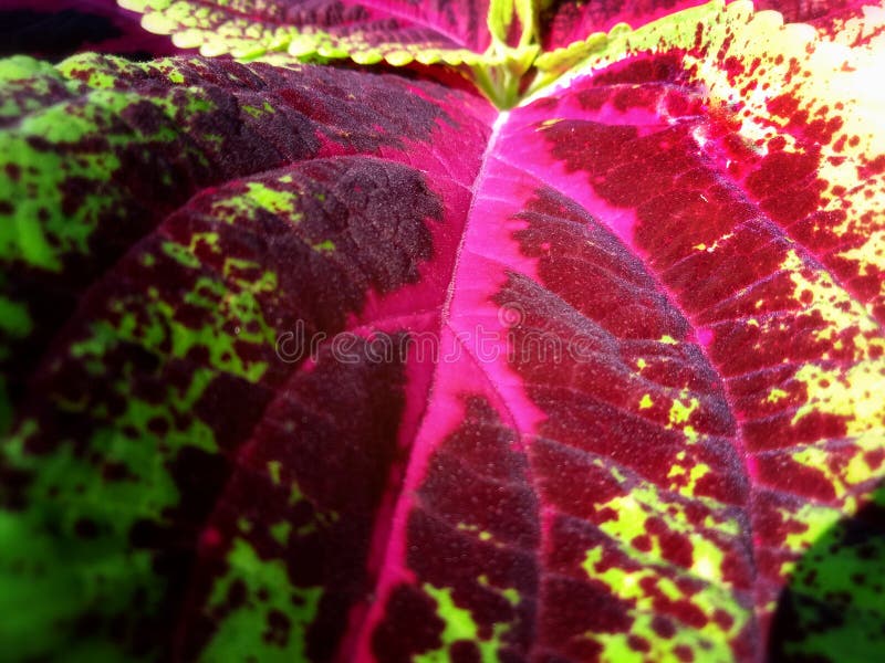 Big Red Leaves of the Plant Stock Photo - Image of sunlight, nature ...