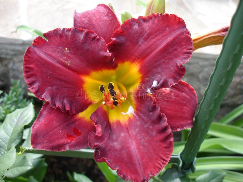 Big red lily in the garden stock photo. Image of blossom - 71672876