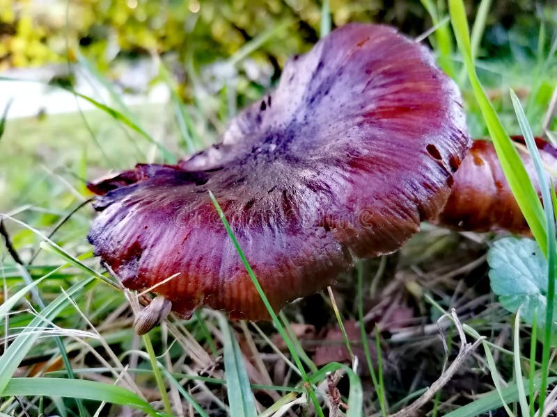 Big Red Mushroom in Green Grass Stock Photo - Image of green, mushroom ...