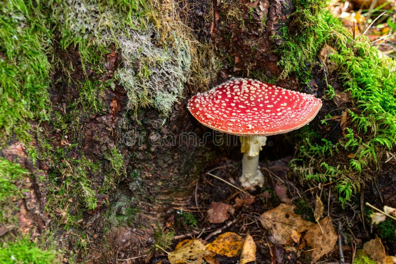 Big Red Mushroom at the Roots of a Tree in Autumn Stock Image - Image ...
