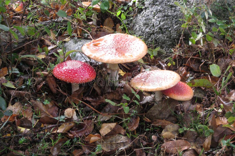 1,860 Big Red Mushrooms Stock Photos - Free & Royalty-Free Stock Photos ...