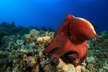 Big Red Octopus stock image. Image of environment, octopus - 17215351