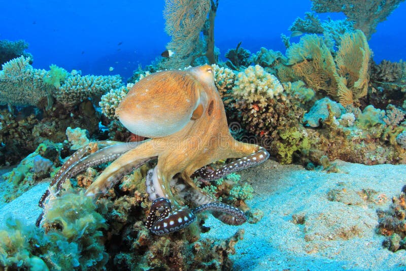 Octopus up close stock image. Image of ocean, island - 34259671