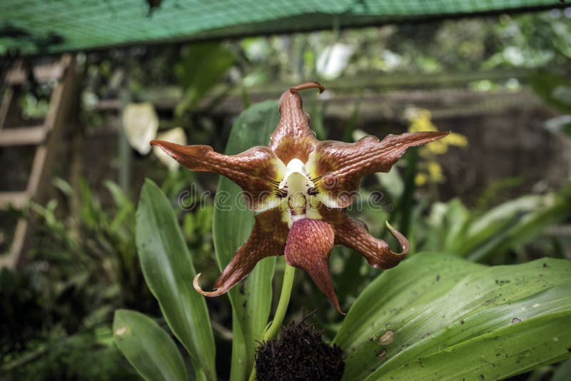 Big Red Orchid in Full Bloom Stock Photo - Image of flora, flower ...