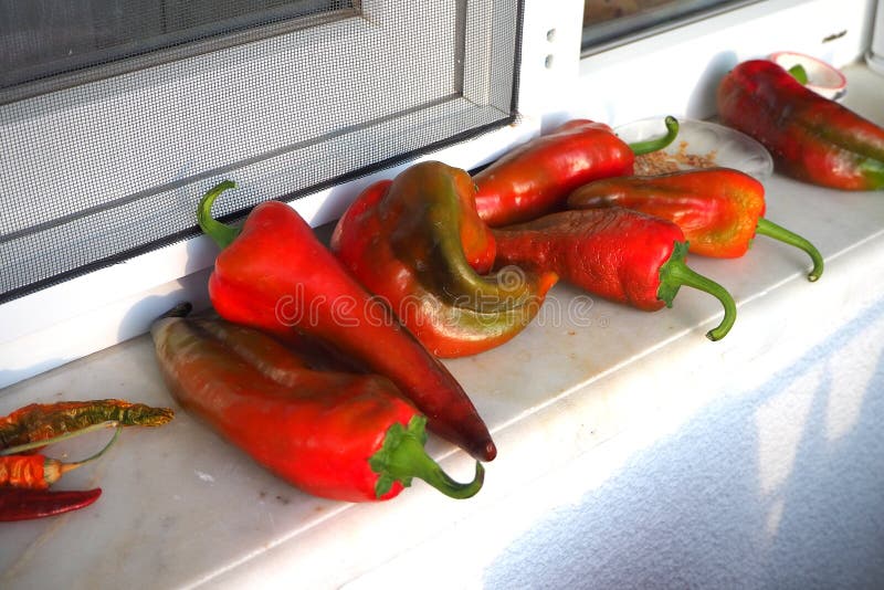Big Red Peppers Left To Ripen in Front of the Windowsill Stock Image ...
