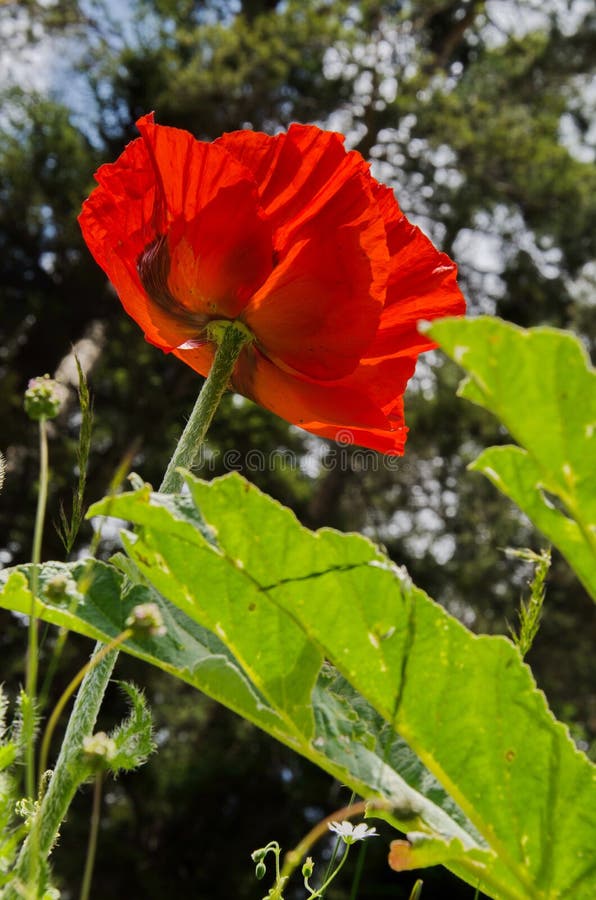 Big red poppy stock photo. Image of outside, outdoor - 61739600