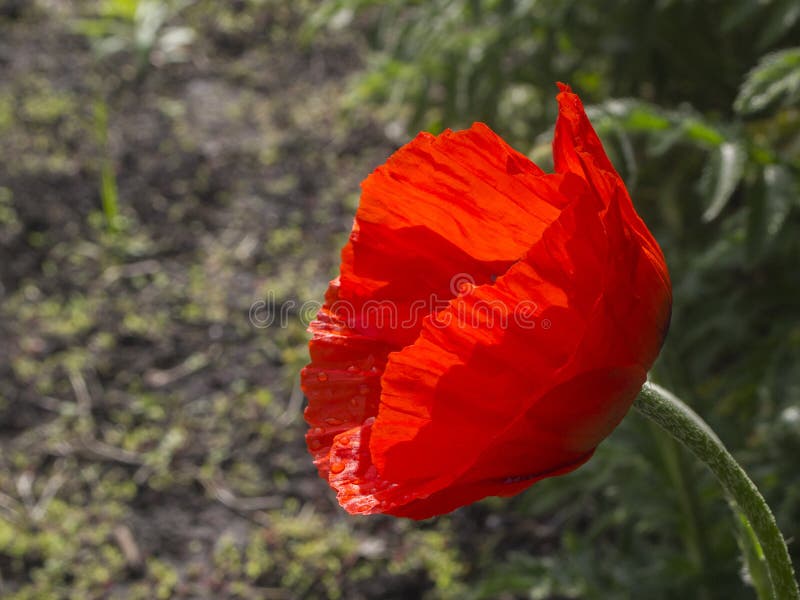 Big Red Poppy. One Blooming Flower Stock Image - Image of blossom ...