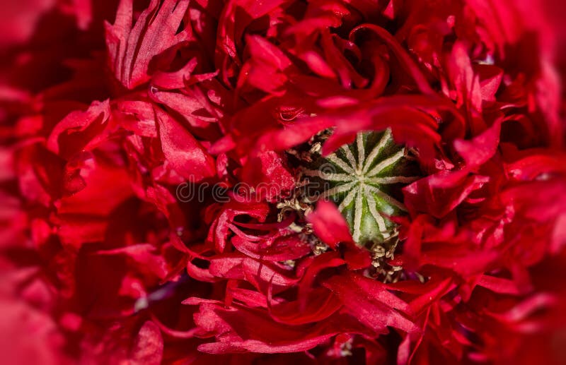 Big red poppy wery close stock photo. Image of petals - 85986806