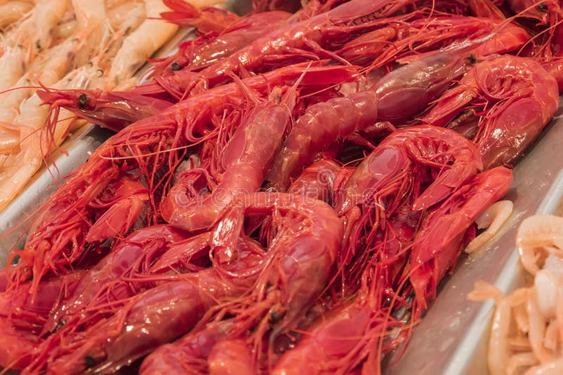 Big Red Prawns (Aristaeopsis Edwardsian) Stock Image - Image of cook ...