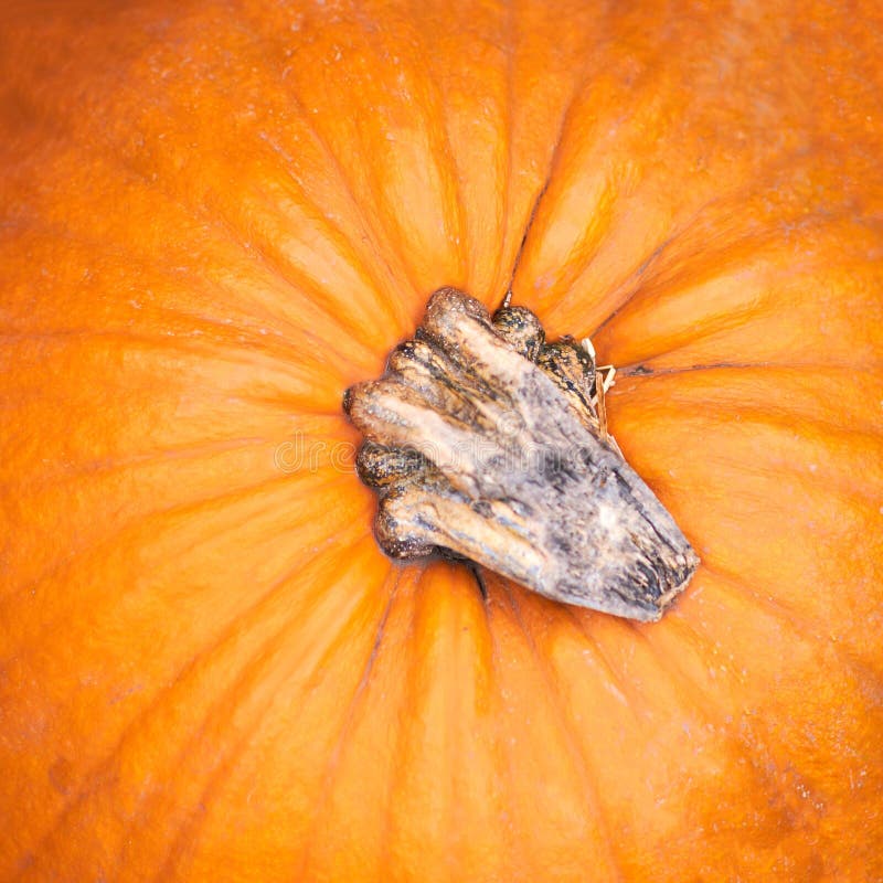 Big Red Pumpkin Background, Copy Space, Orange Giant Pumpkin Textur ...