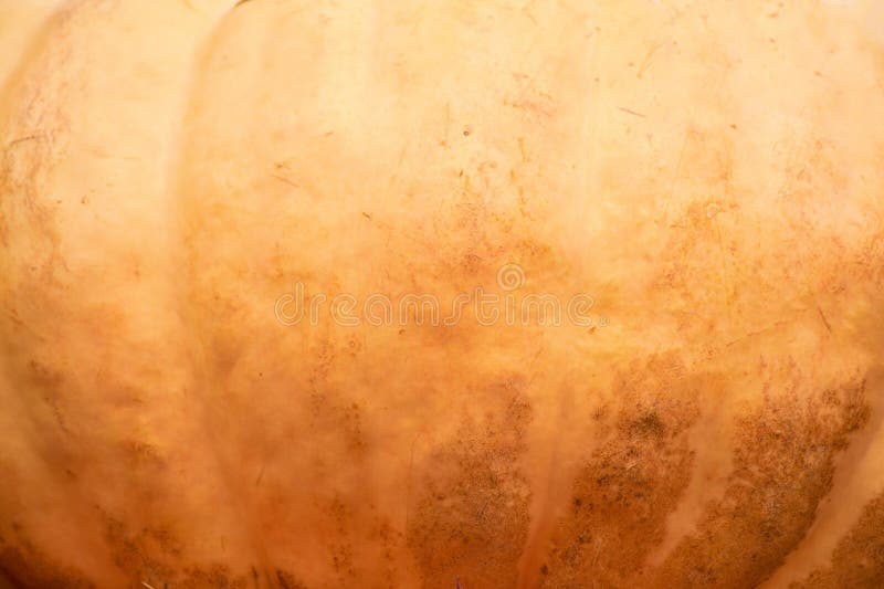 Big Red Pumpkin Background, Copy Space, Orange Giant Pumpkin Textur ...