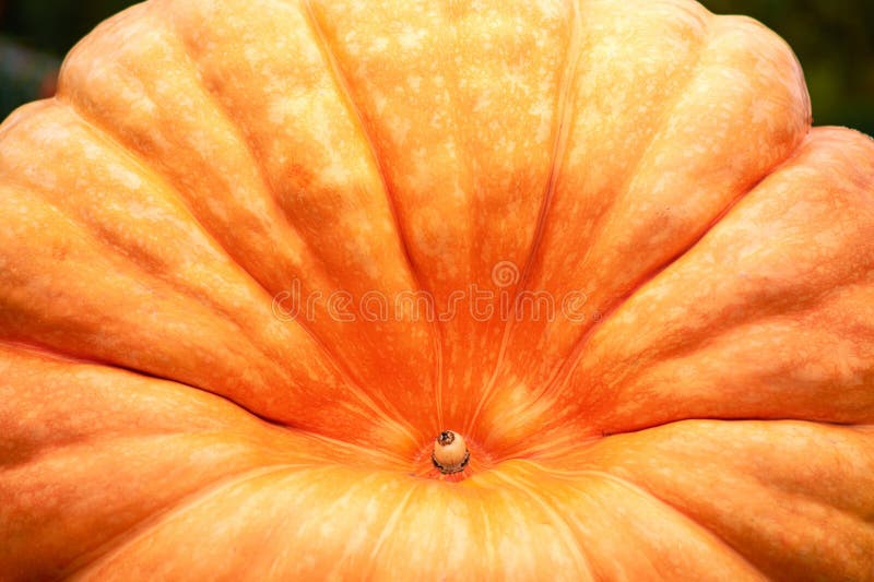 Big Red Pumpkin Background, Copy Space, Orange Giant Pumpkin Textur ...