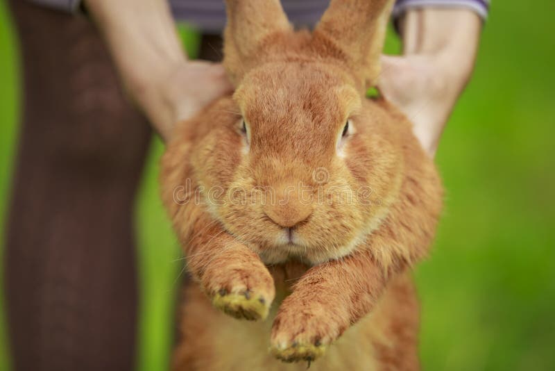 1,048 Big Red Rabbit Stock Photos - Free & Royalty-Free Stock Photos ...