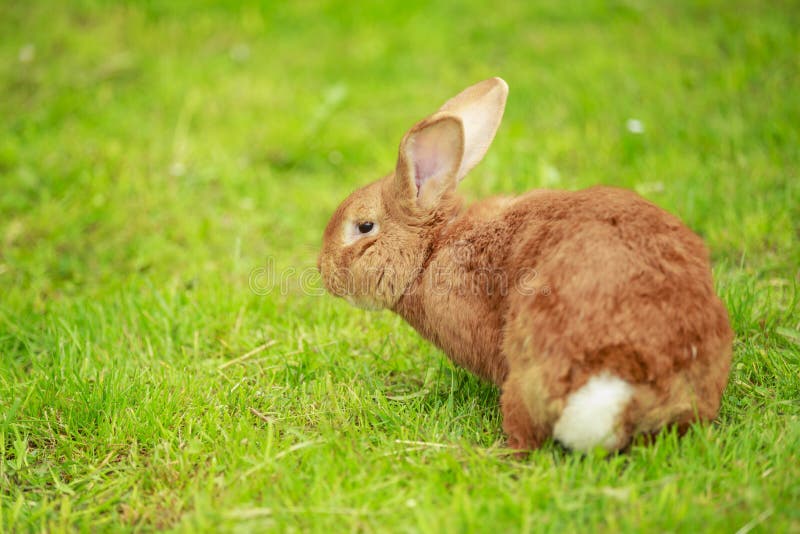 138 Cute Rabbit Big Carrot Stock Photos - Free & Royalty-Free Stock ...