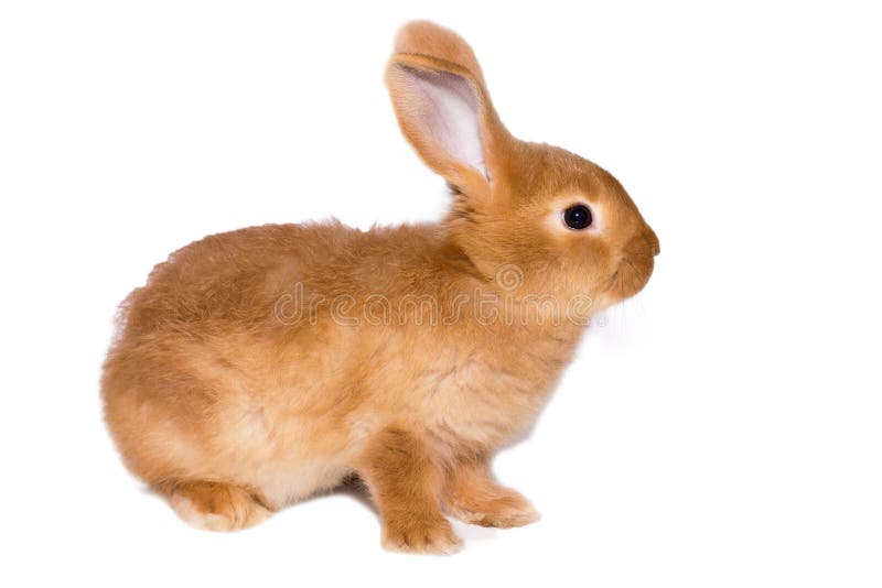 1,048 Big Red Rabbit Stock Photos - Free & Royalty-Free Stock Photos ...