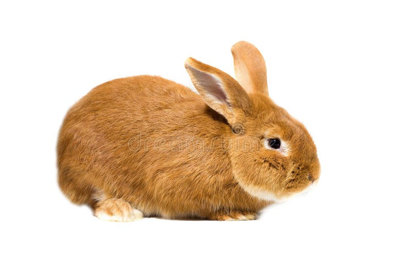 Big red rabbit, isolate stock image. Image of isolated - 137035695