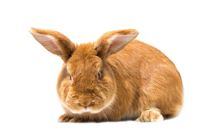 Big red rabbit, isolate stock image. Image of ears, bunnies - 137035725