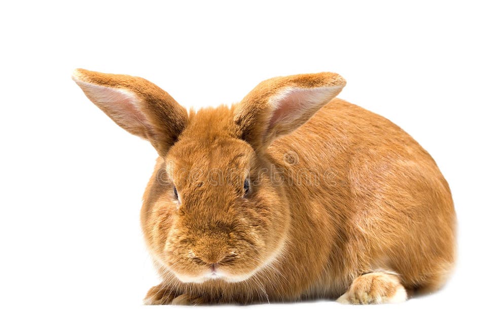 Big red rabbit, isolate stock image. Image of ears, bunnies - 137035725