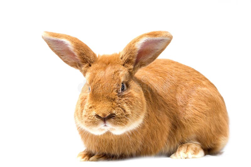 Big red rabbit, isolate stock photo. Image of adorable - 137035804