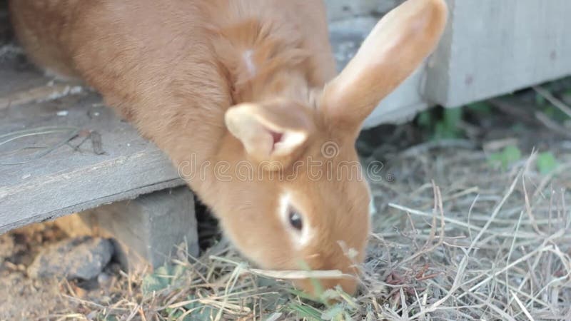 Big Red Rabbit on a Small Farm Stock Video - Video of bunny, animal ...