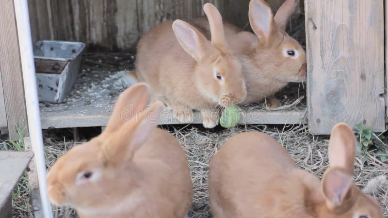 Big Red Rabbit on a Small Farm Stock Video - Video of beautiful, funny ...