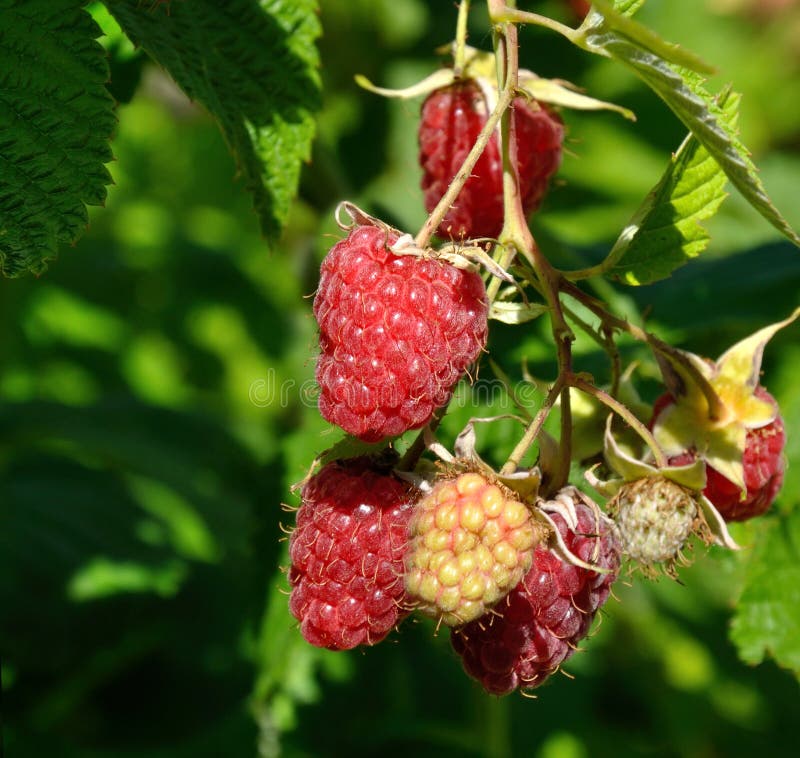 Raspberry on a Cane in Sunlight Stock Photo - Image of foliage, shrub ...