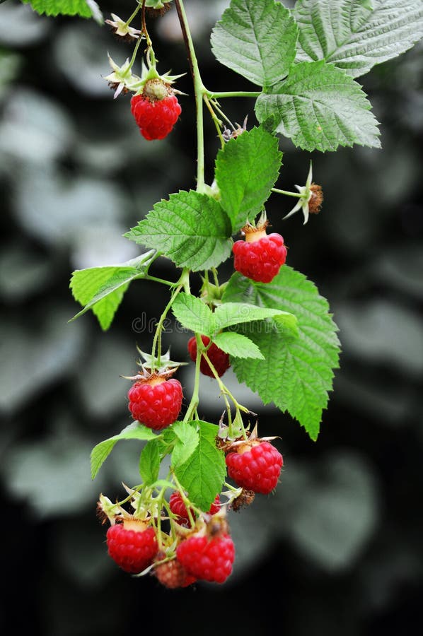 Big Red Ripe Juicy Raspberries Stock Photo - Image of berry, juicy ...