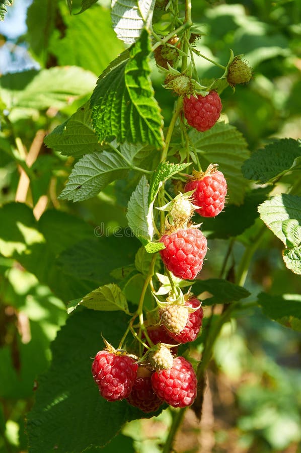 Big Red Ripe Juicy Raspberries Stock Photo - Image of fall, raspberry ...