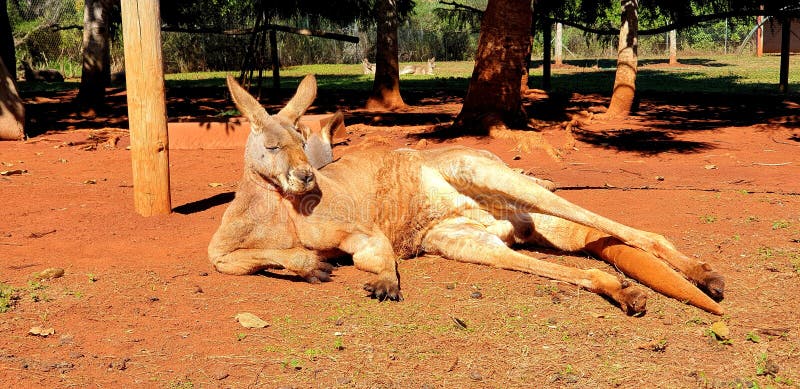 Big Red Roo stock photo. Image of rufus, queensland - 190864614